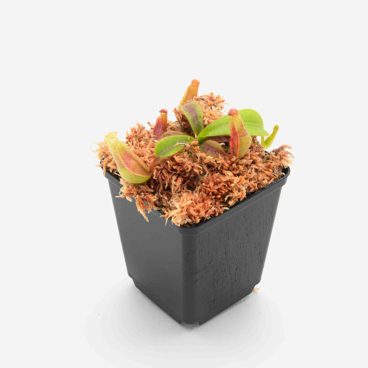 Nepenthes veitchii [(Mt. Murud "Striped" x "Candy Striped) x (Batu Law ...